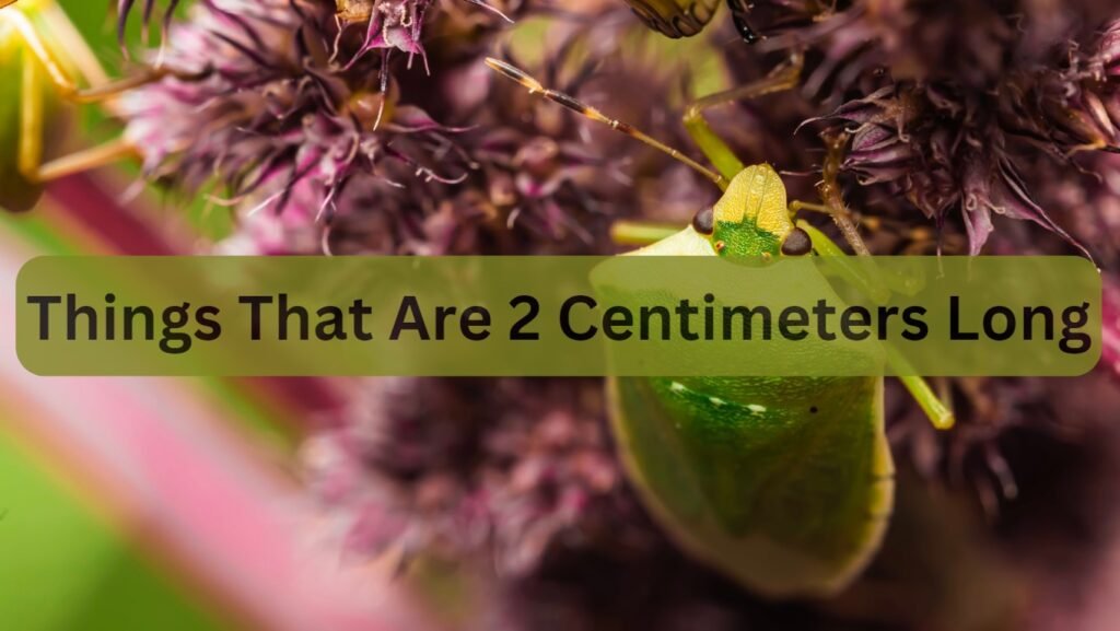 Everyday Things That Are 2 Centimeters Long: Exploring the World ...