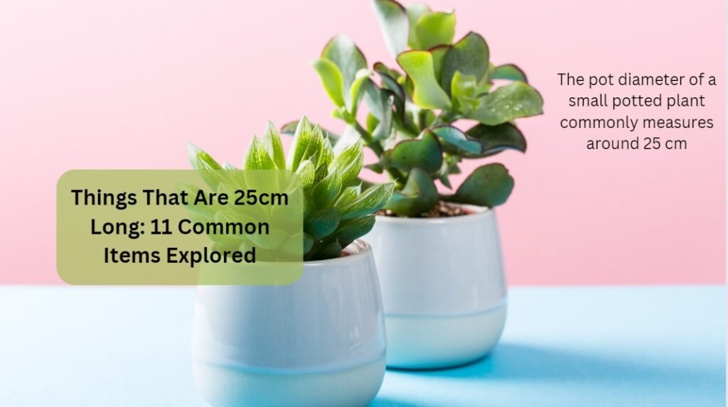 13 Common Things That Are 8 Inches Long: A Comprehensive Guide ...